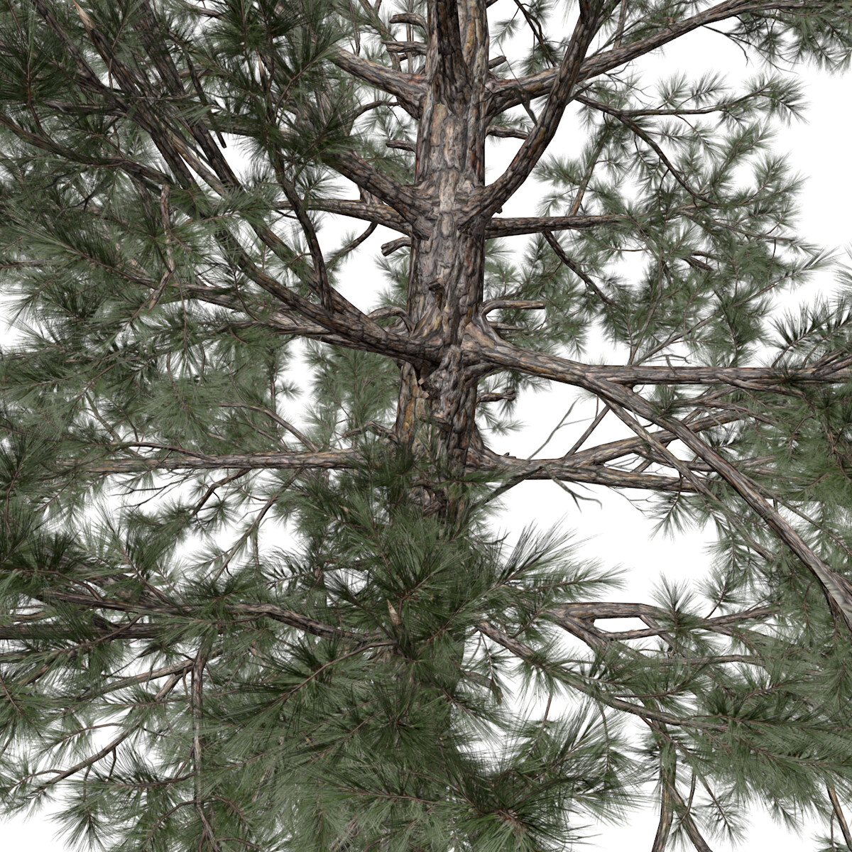 ArtStation - Loblolly Pine #05 (FBX) - High Poly Tree (3D Model ...