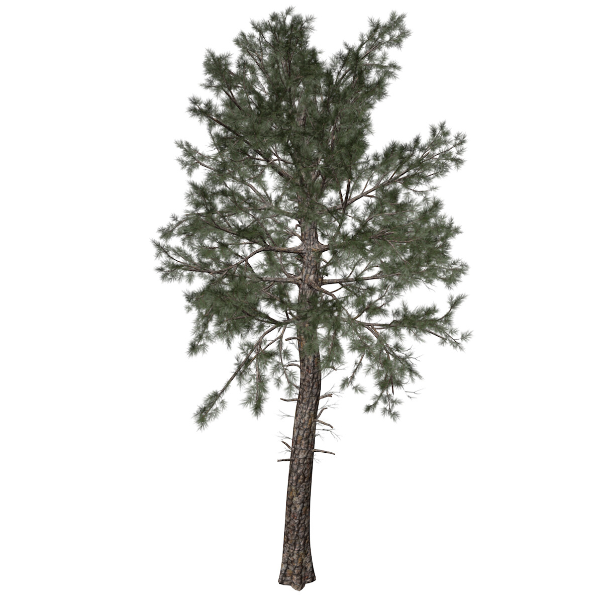 ArtStation - Loblolly Pine #06 (FBX) - High Poly Tree (3D Model ...