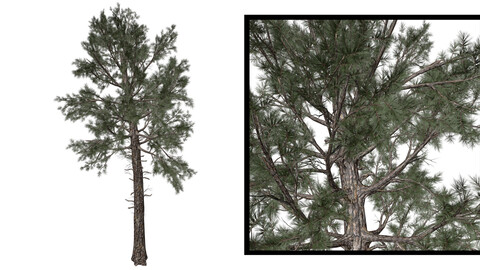 ArtStation - Loblolly Pine #07 (FBX) - High Poly Tree (3D Model ...