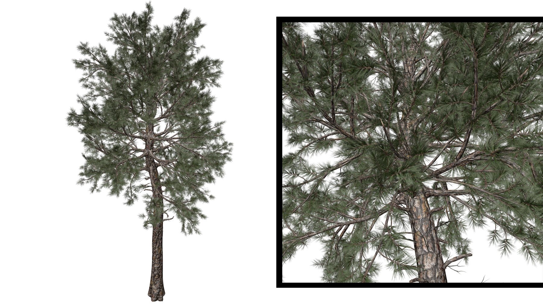 ArtStation - Loblolly Pine #10 (FBX) - High Poly Tree (3D Model ...
