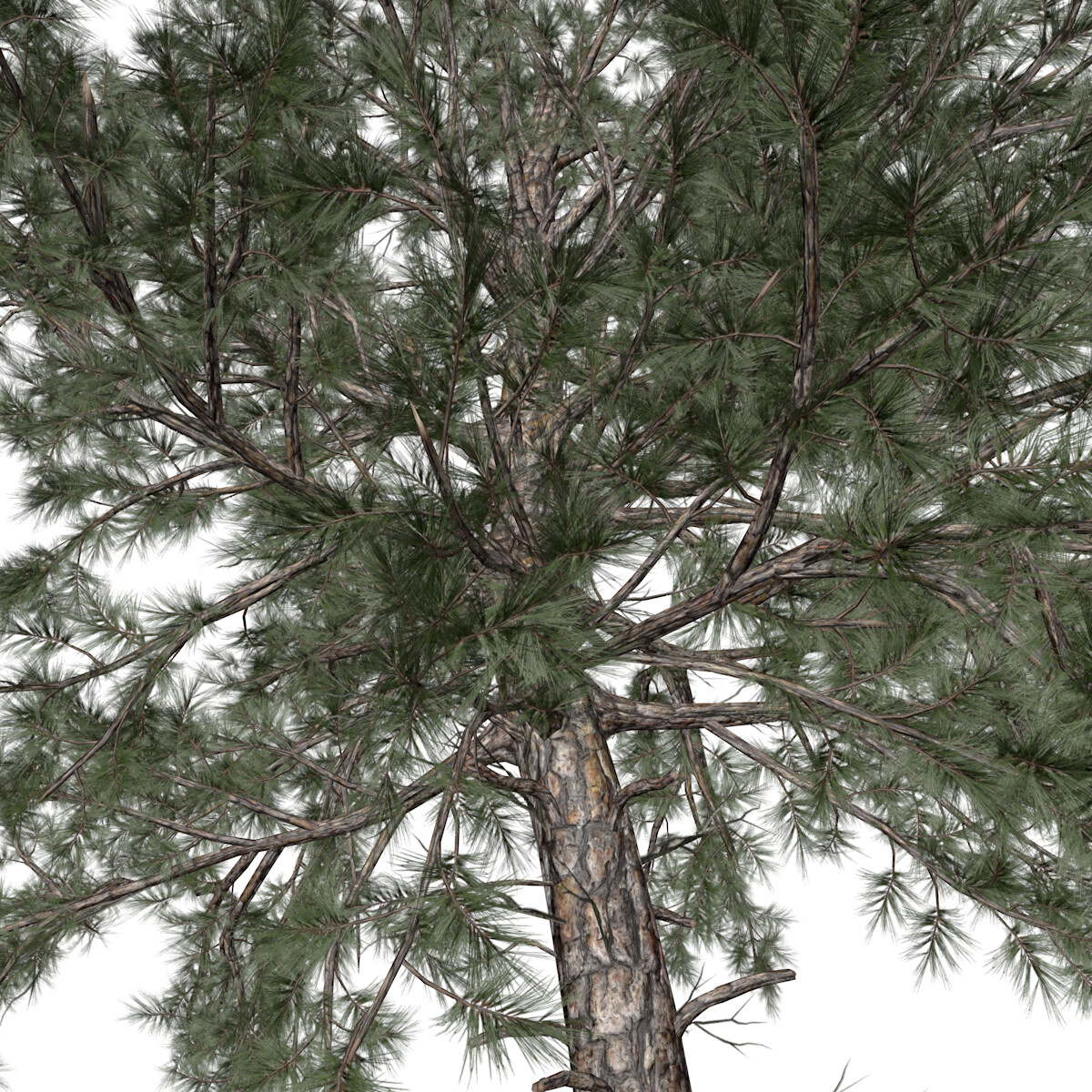 ArtStation - Loblolly Pine #10 (FBX) - High Poly Tree (3D Model ...