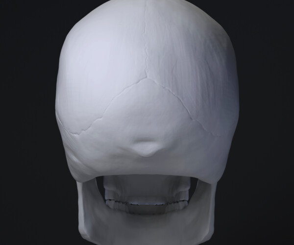 ArtStation - Skull STL | Resources