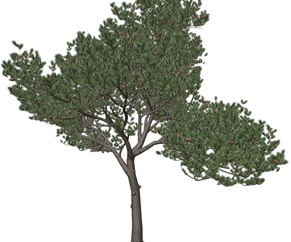 ArtStation - Italian Stone Pine #03 (FBX) - High Poly Tree (3D Model ...