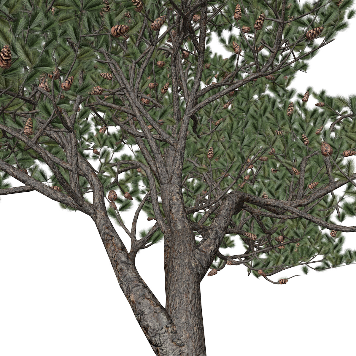 ArtStation - Italian Stone Pine #07 (FBX) - High Poly Tree (3D Model ...