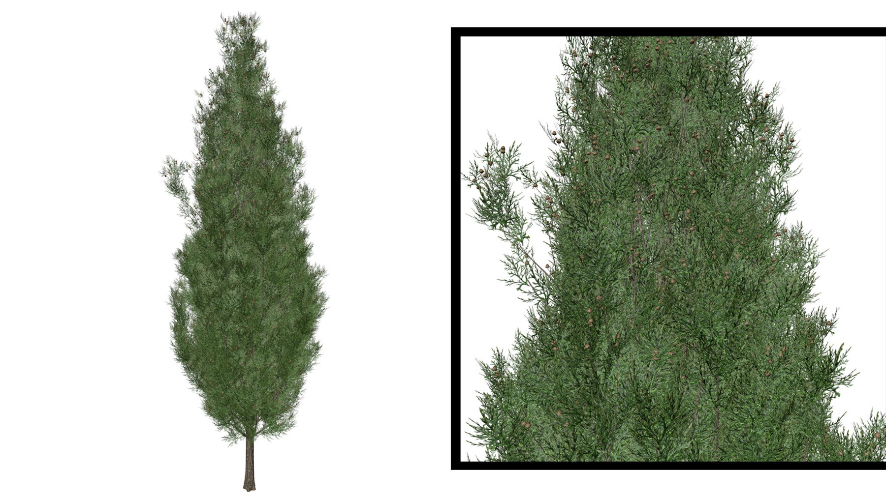 ArtStation - Italian Cypress #05 (FBX) - High Poly Tree (3D Model ...