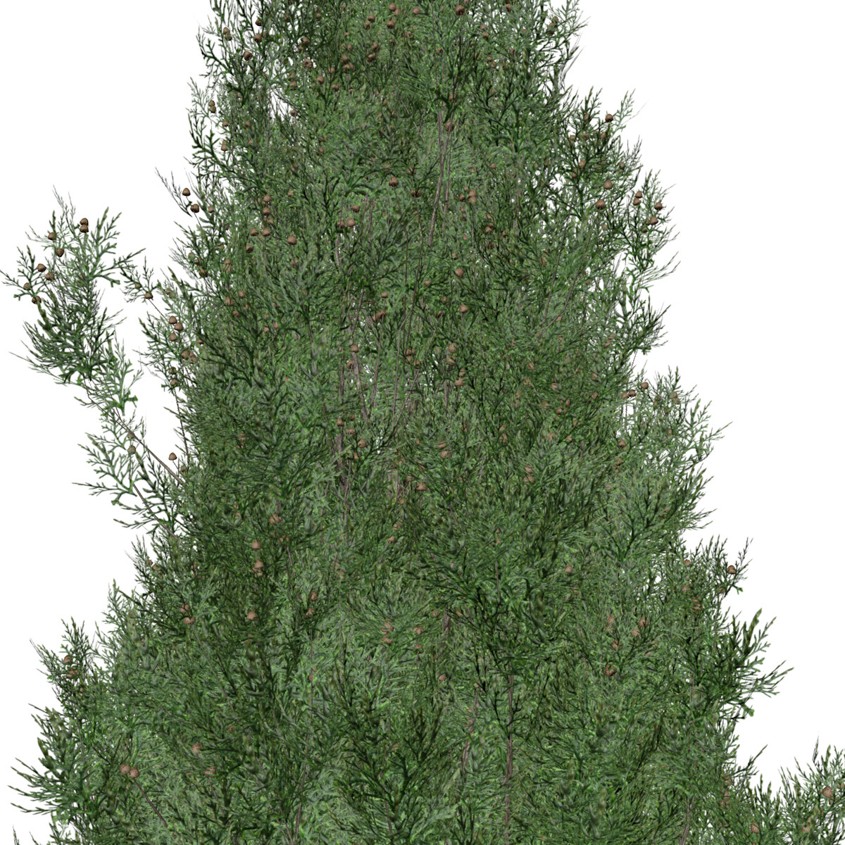 ArtStation - Italian Cypress #05 (FBX) - High Poly Tree (3D Model ...