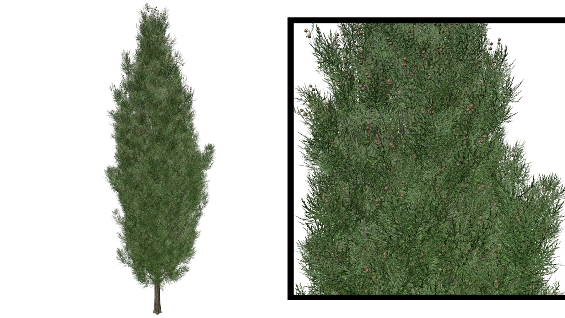 Antonio Kowatsch - Italian Cypress #06 (FBX) - High Poly Tree (3D Model)