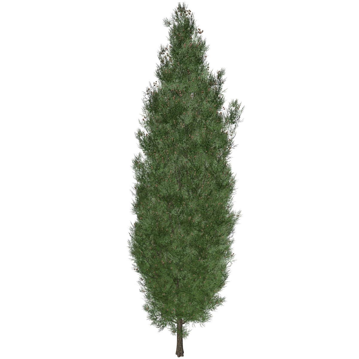 ArtStation - Italian Cypress #07 (FBX) - High Poly Tree (3D Model ...
