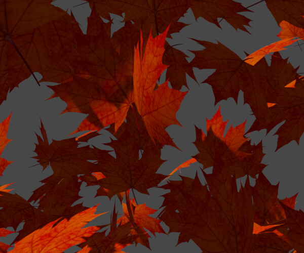 ArtStation - Mapple Leaf | Resources