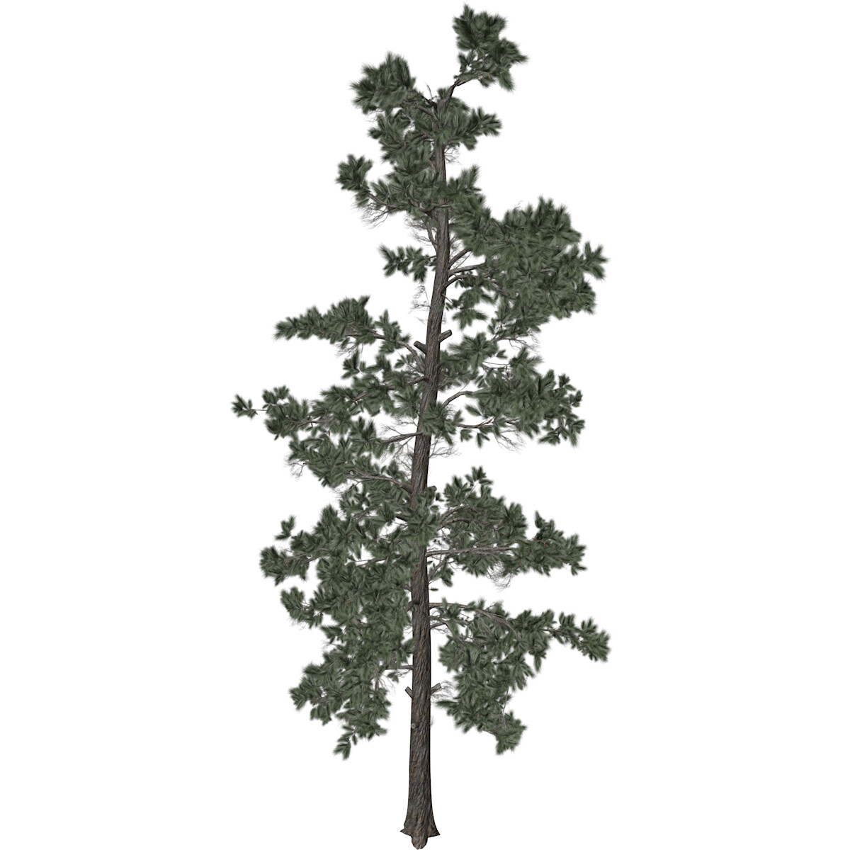 ArtStation - Eastern White Pine #01 (FBX) - High Poly Tree (3D Model ...