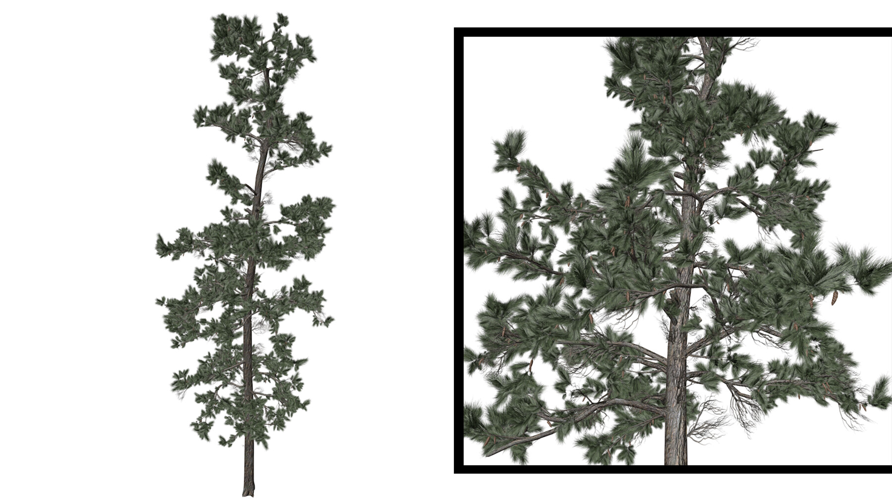 ArtStation - Eastern White Pine #04 (FBX) - High Poly Tree (3D Model) | Resources