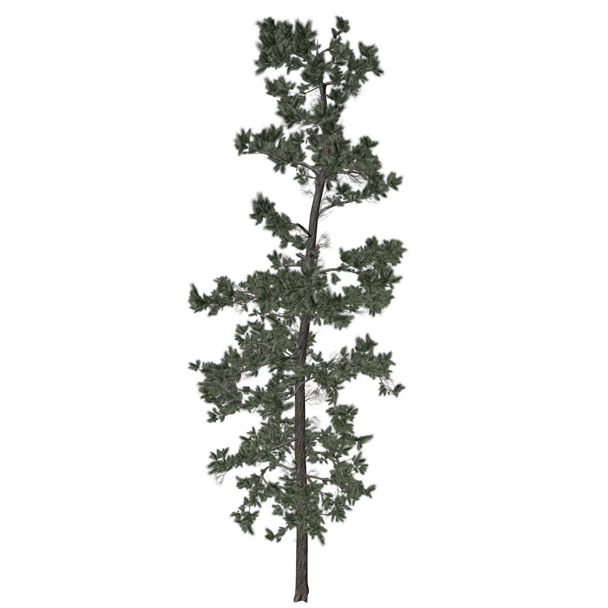 ArtStation - Eastern White Pine #04 (FBX) - High Poly Tree (3D Model ...