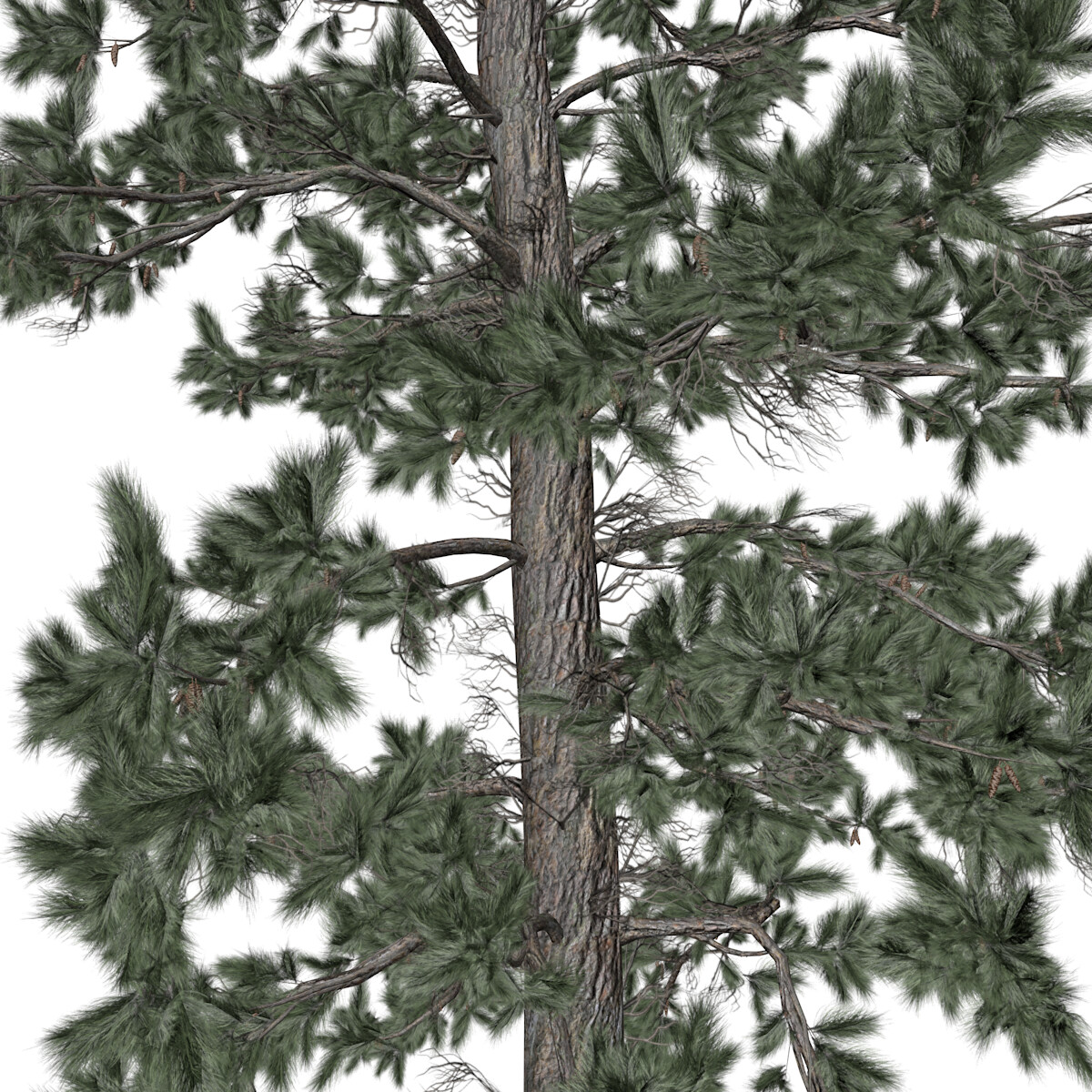 ArtStation - Eastern White Pine #06 (FBX) - High Poly Tree (3D Model ...