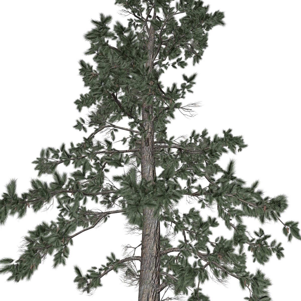 ArtStation - Eastern White Pine #07 (FBX) - High Poly Tree (3D Model ...