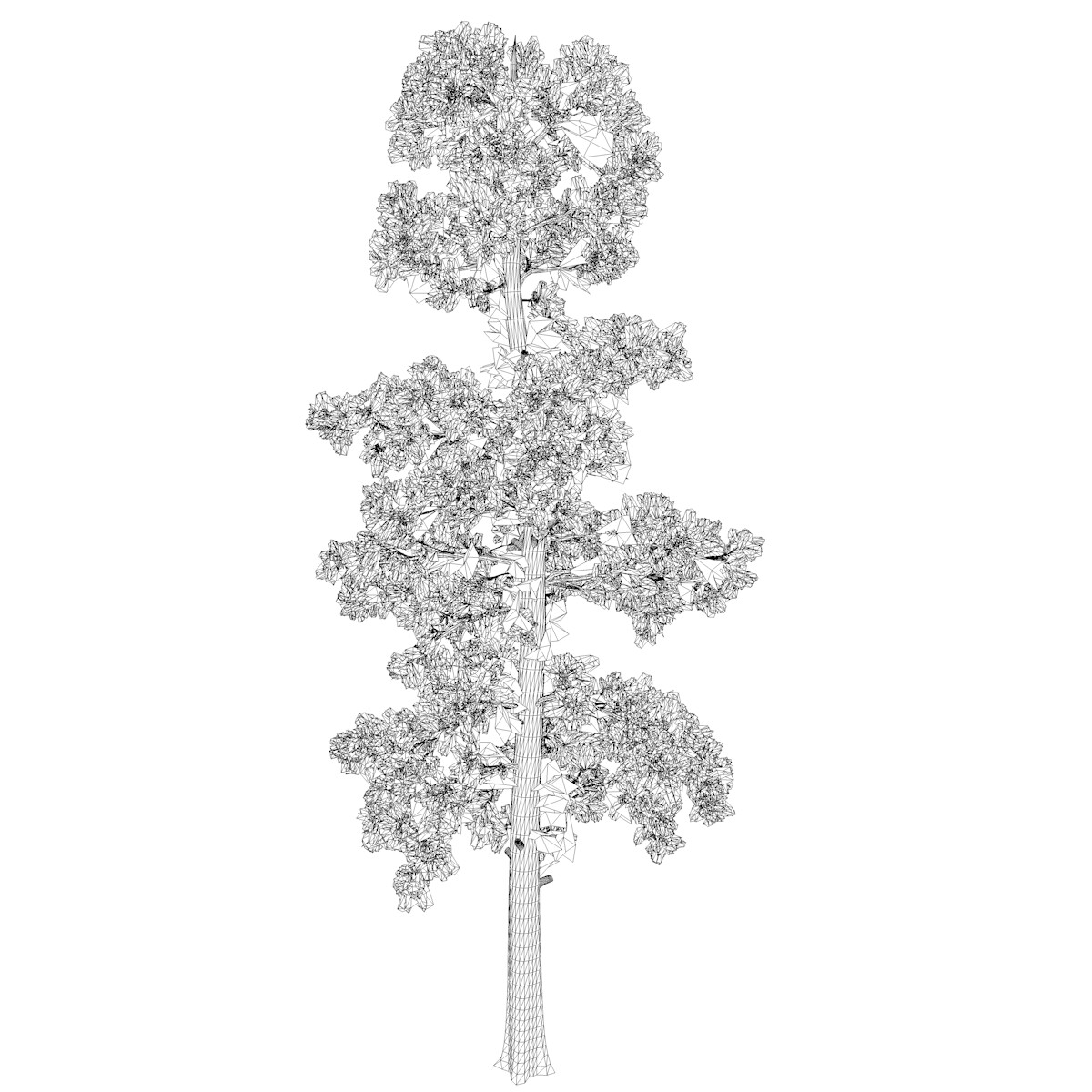 ArtStation - Eastern White Pine #10 (FBX) - High Poly Tree (3D Model ...