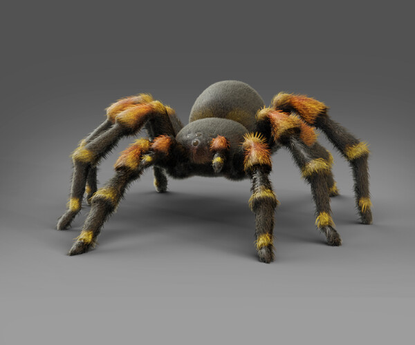 ArtStation - Spider Tarantula Rigged and Animation | Game Assets