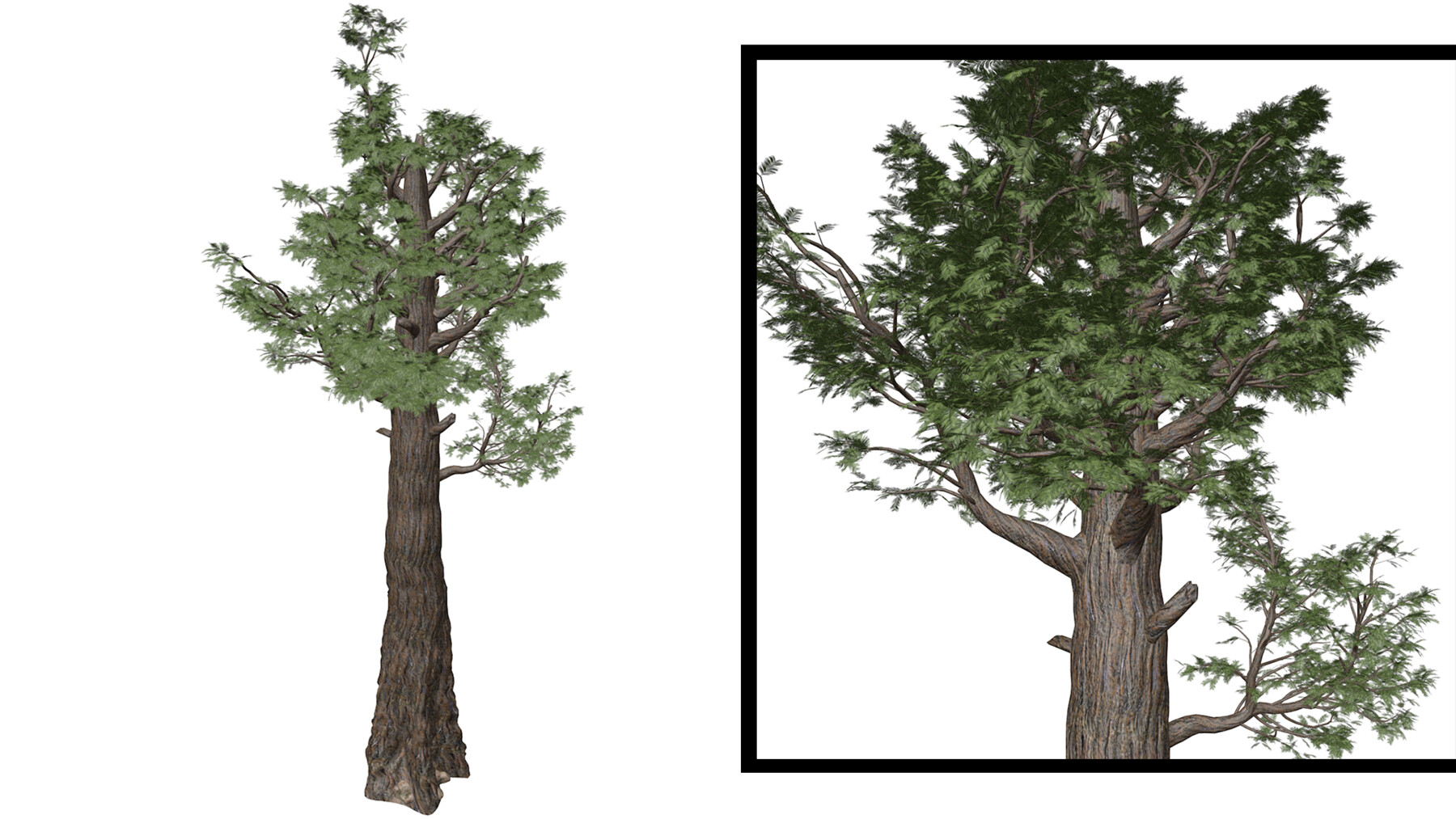 ArtStation - Giant Redwood #01 (FBX) - High Poly Tree (3D Model ...