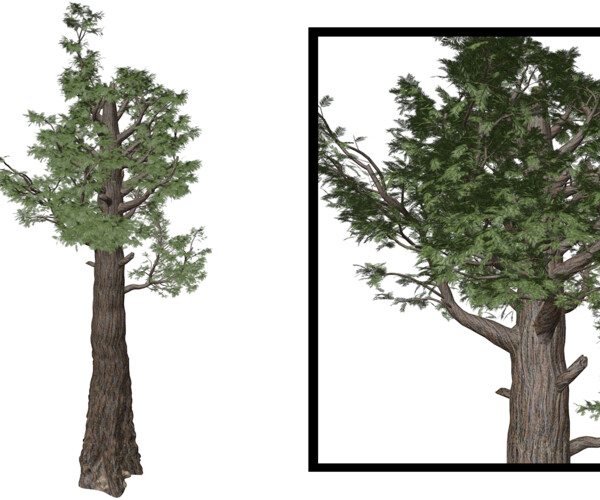 ArtStation - Giant Redwood #01 (FBX) - High Poly Tree (3D Model ...