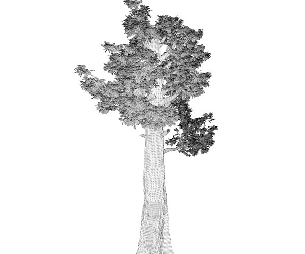 ArtStation - Giant Redwood #01 (FBX) - High Poly Tree (3D Model ...