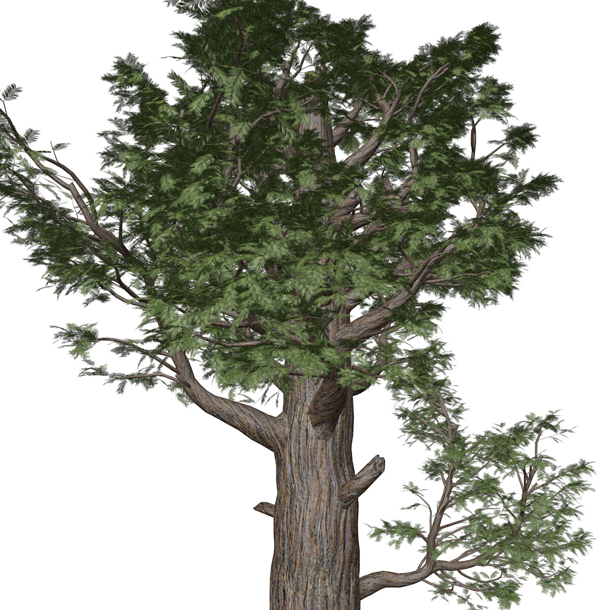 ArtStation - Giant Redwood #01 (FBX) - High Poly Tree (3D Model ...