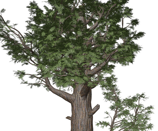 ArtStation - Giant Redwood #01 (FBX) - High Poly Tree (3D Model ...