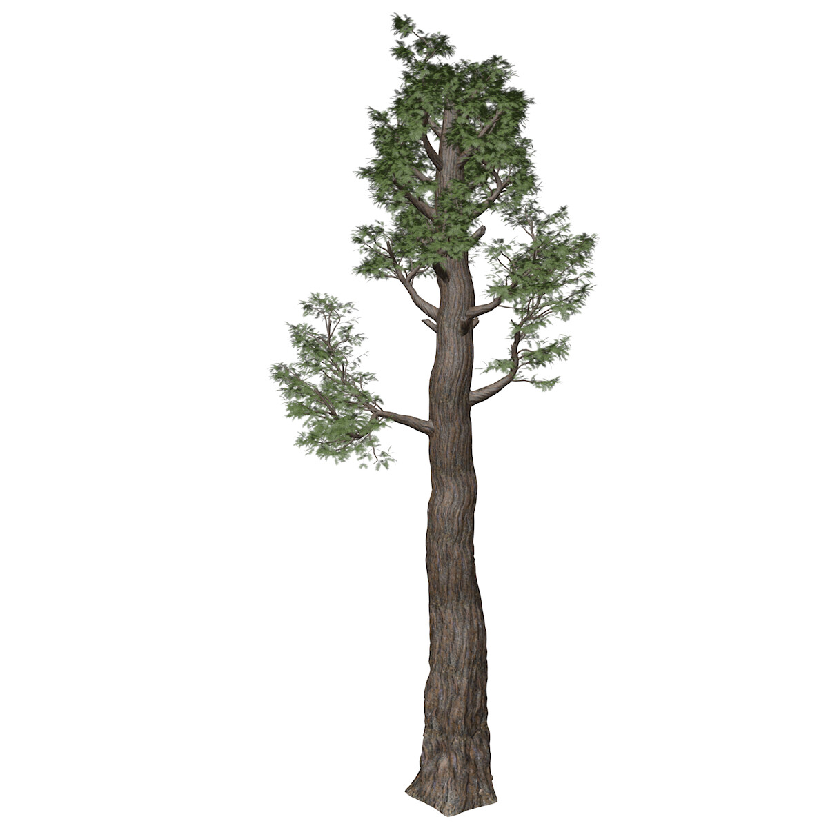 ArtStation - Giant Redwood #03 (FBX) - High Poly Tree (3D Model ...