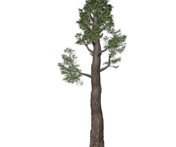 ArtStation - Giant Redwood #03 (FBX) - High Poly Tree (3D Model ...