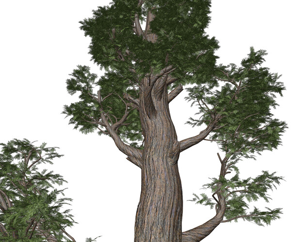 ArtStation - Giant Redwood #03 (FBX) - High Poly Tree (3D Model ...