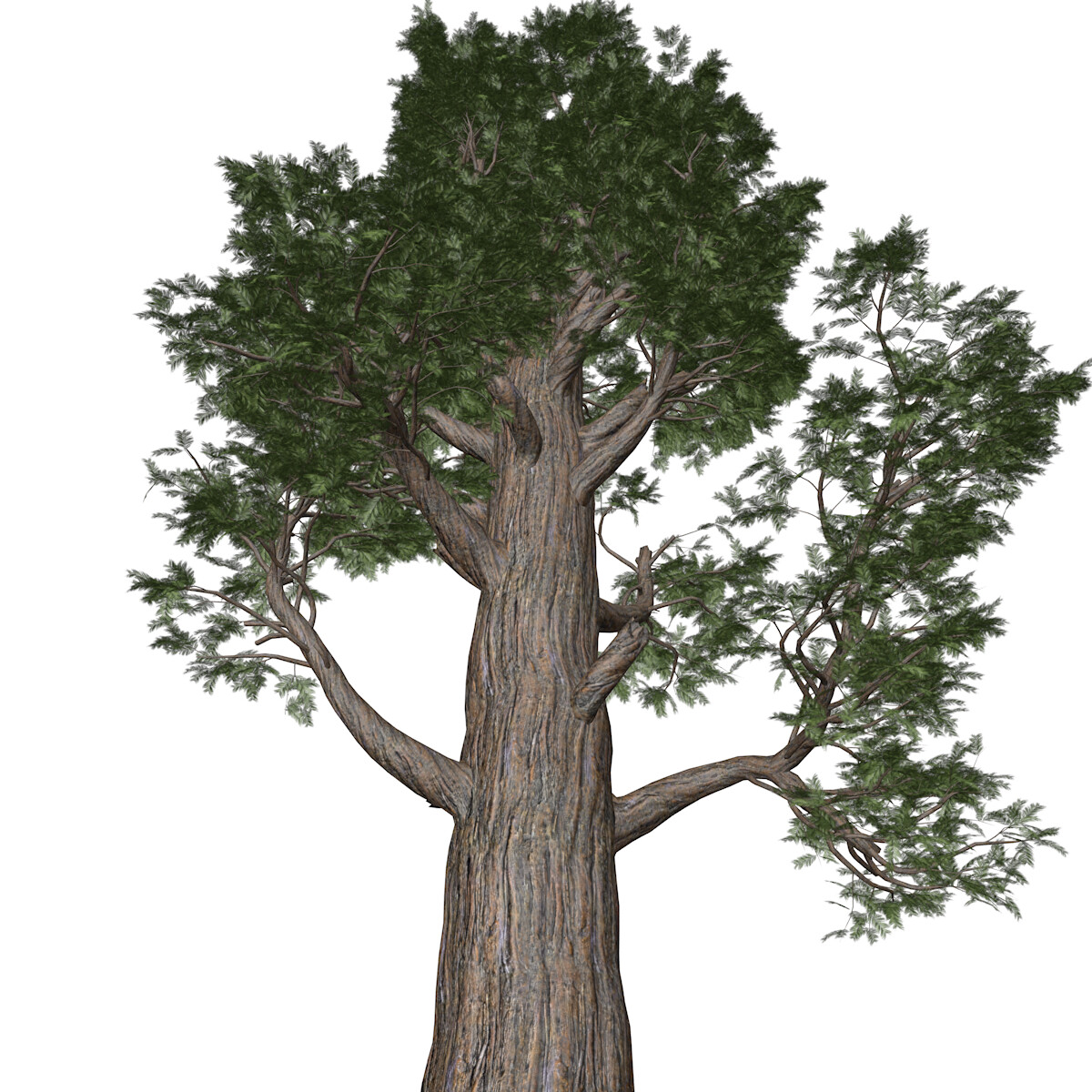 ArtStation - Giant Redwood #04 (FBX) - High Poly Tree (3D Model ...
