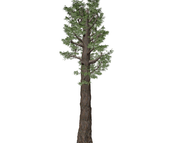 ArtStation - Giant Redwood #05 (FBX) - High Poly Tree (3D Model ...