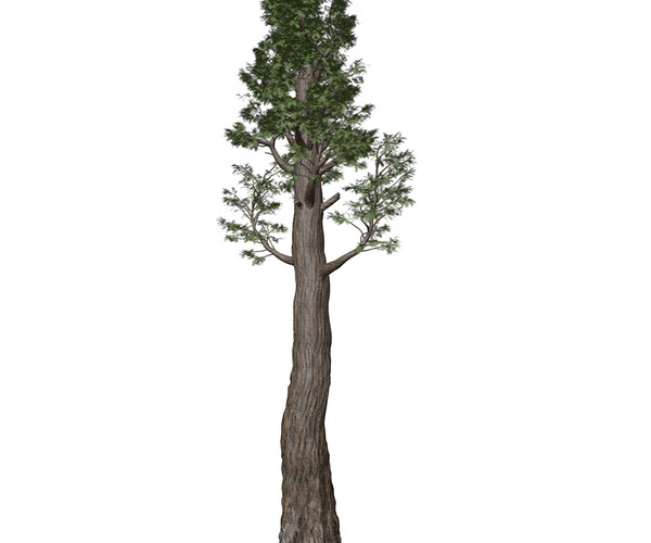 ArtStation - Giant Redwood #06 (FBX) - High Poly Tree (3D Model ...