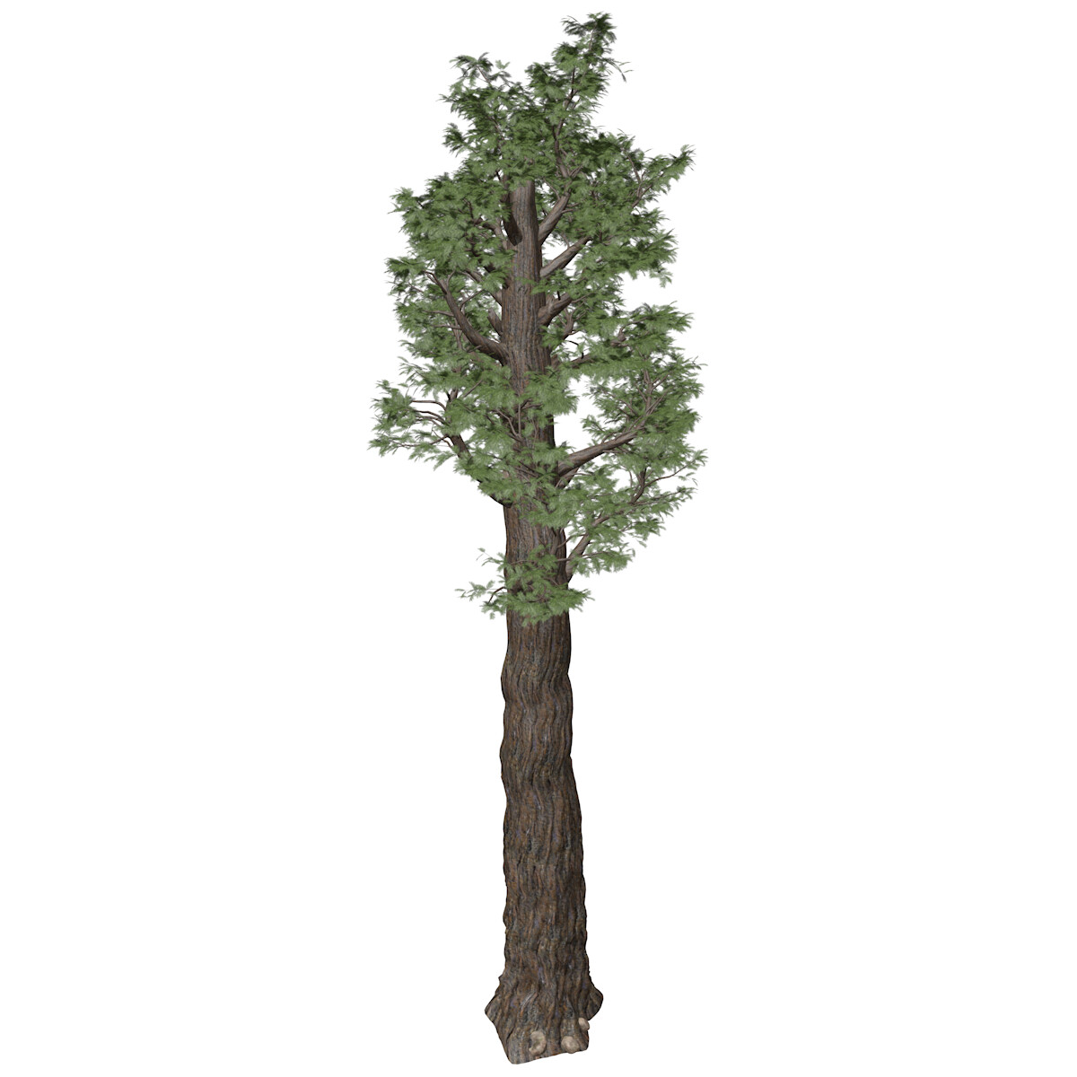 ArtStation - Giant Redwood #07 (FBX) - High Poly Tree (3D Model ...