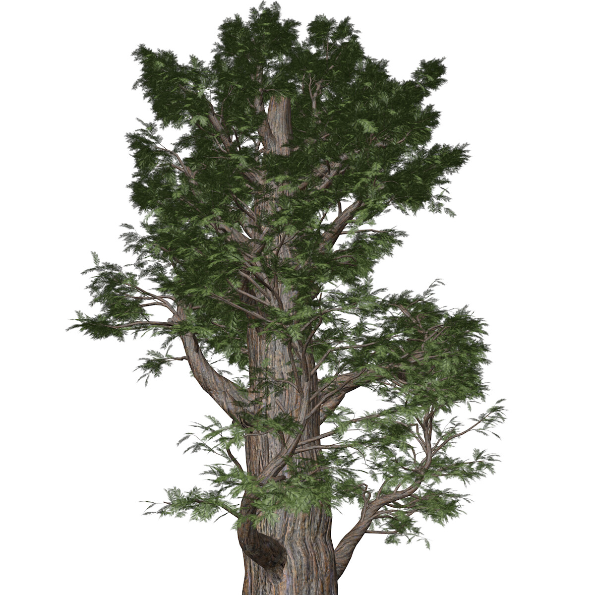 ArtStation - Giant Redwood #07 (FBX) - High Poly Tree (3D Model ...