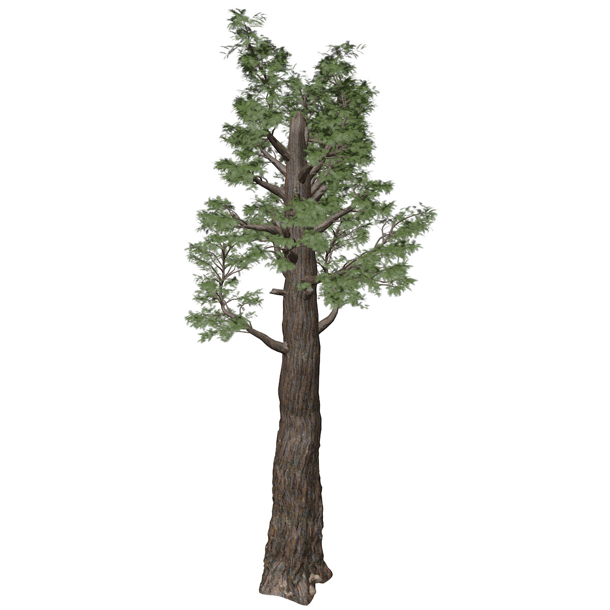 ArtStation - Giant Redwood #08 (FBX) - High Poly Tree (3D Model ...