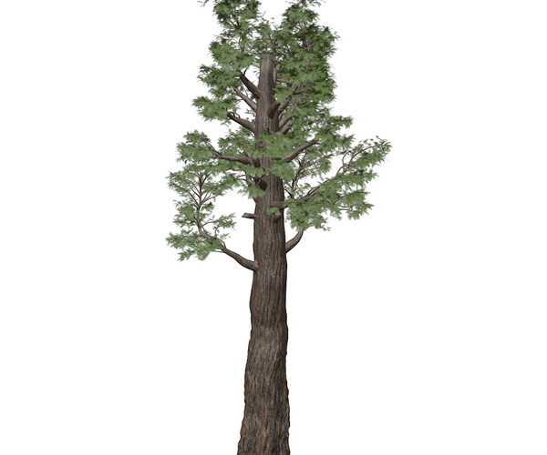ArtStation - Giant Redwood #08 (FBX) - High Poly Tree (3D Model ...