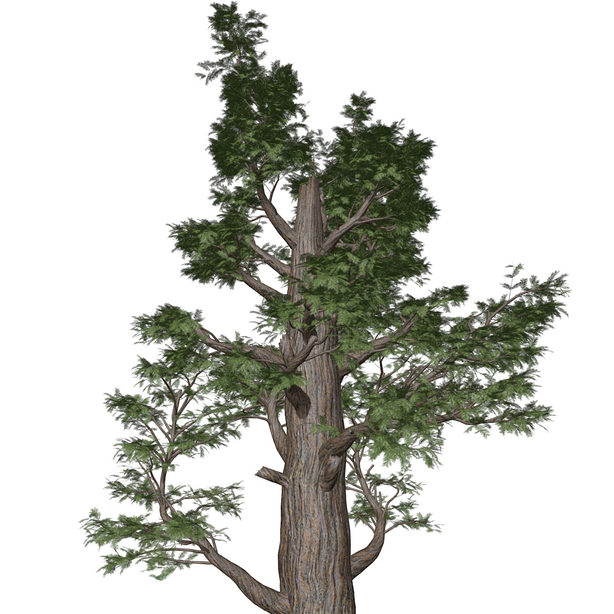 ArtStation - Giant Redwood #08 (FBX) - High Poly Tree (3D Model ...