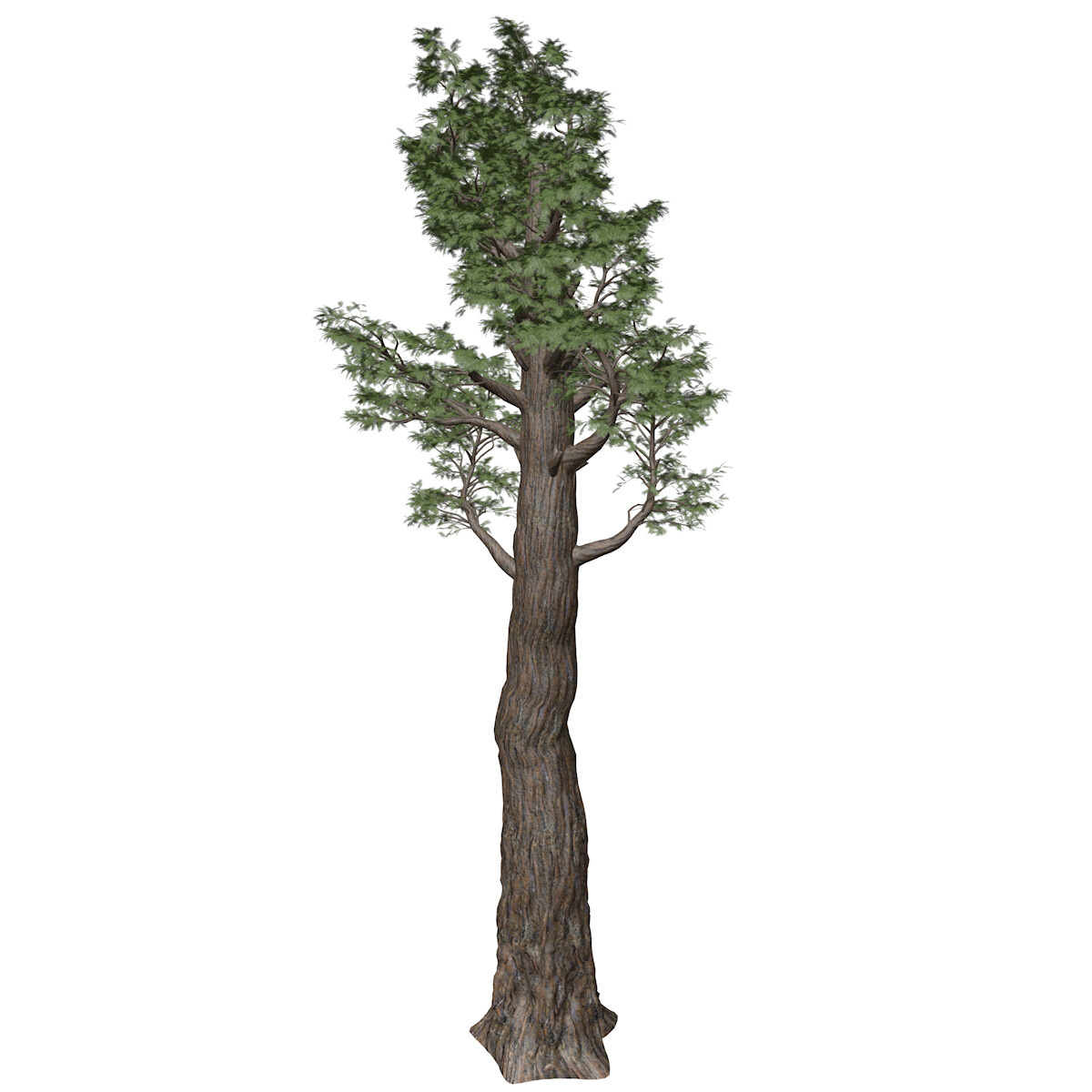 ArtStation - Giant Redwood #09 (FBX) - High Poly Tree (3D Model ...