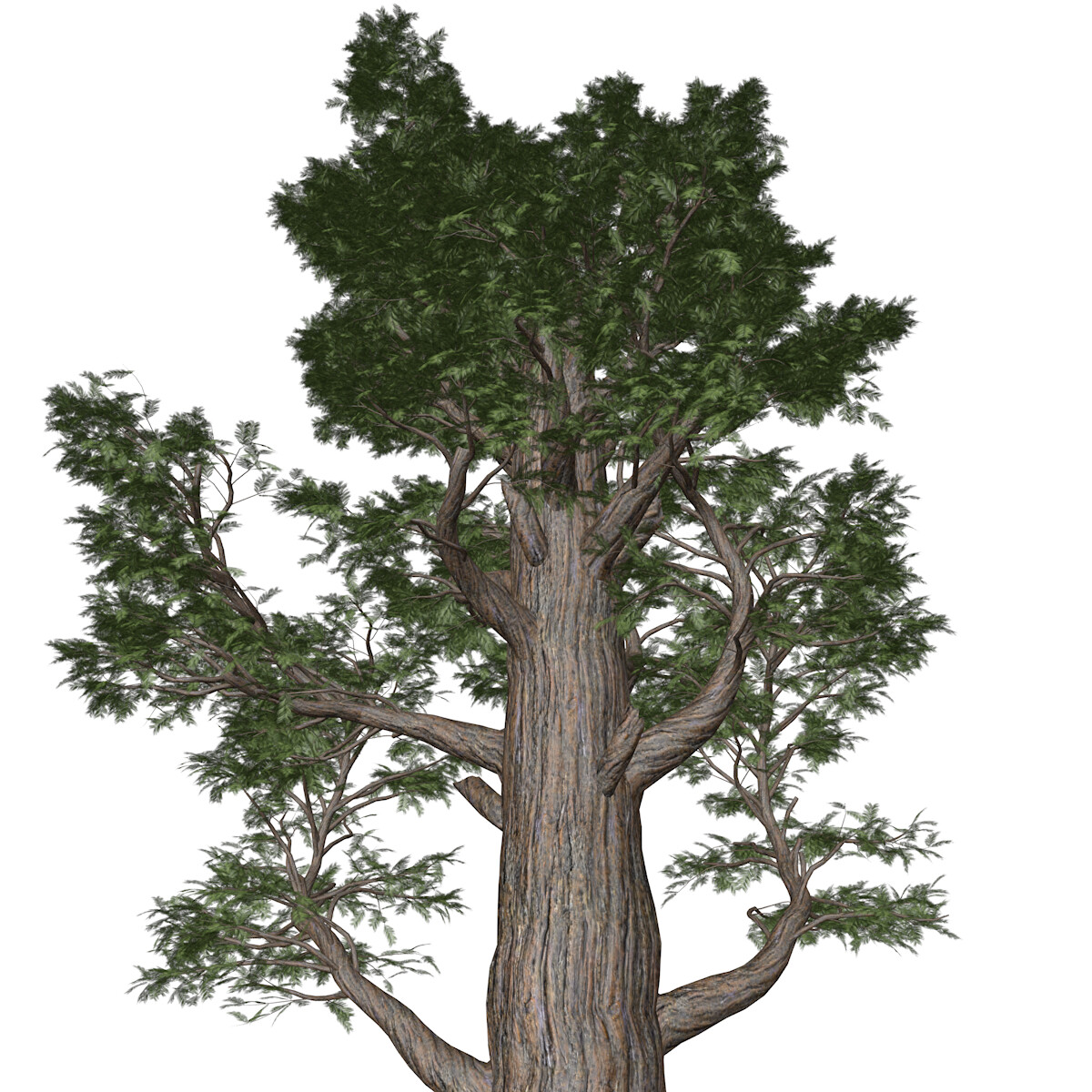 ArtStation - Giant Redwood #09 (FBX) - High Poly Tree (3D Model ...