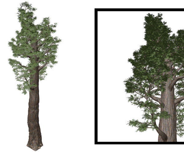 ArtStation - Giant Redwood #10 (FBX) - High Poly Tree (3D Model ...
