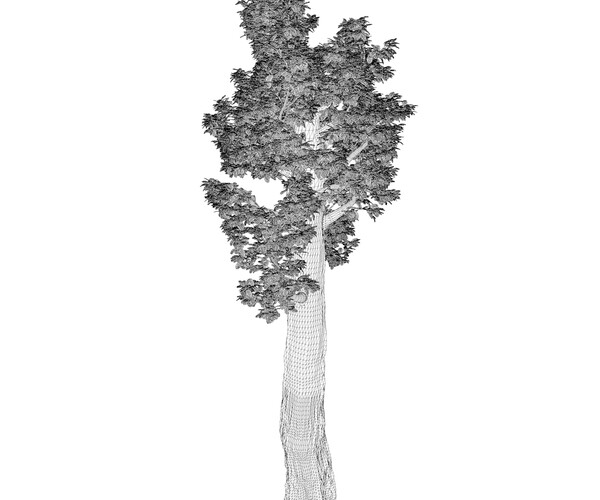 ArtStation - Giant Redwood #10 (FBX) - High Poly Tree (3D Model ...