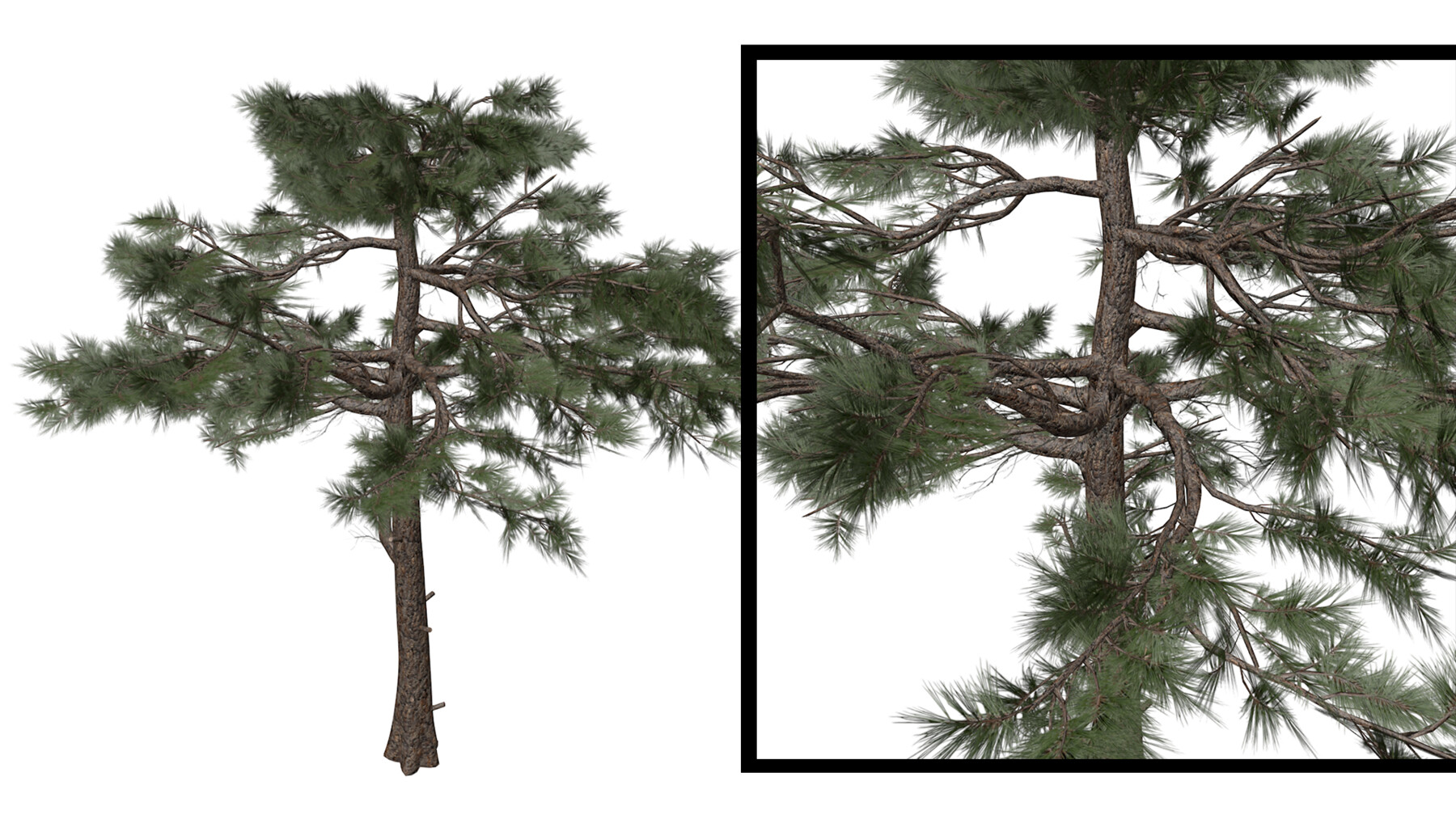 ArtStation - Huangshan Pine #02 (FBX) - High Poly Tree (3D Model ...