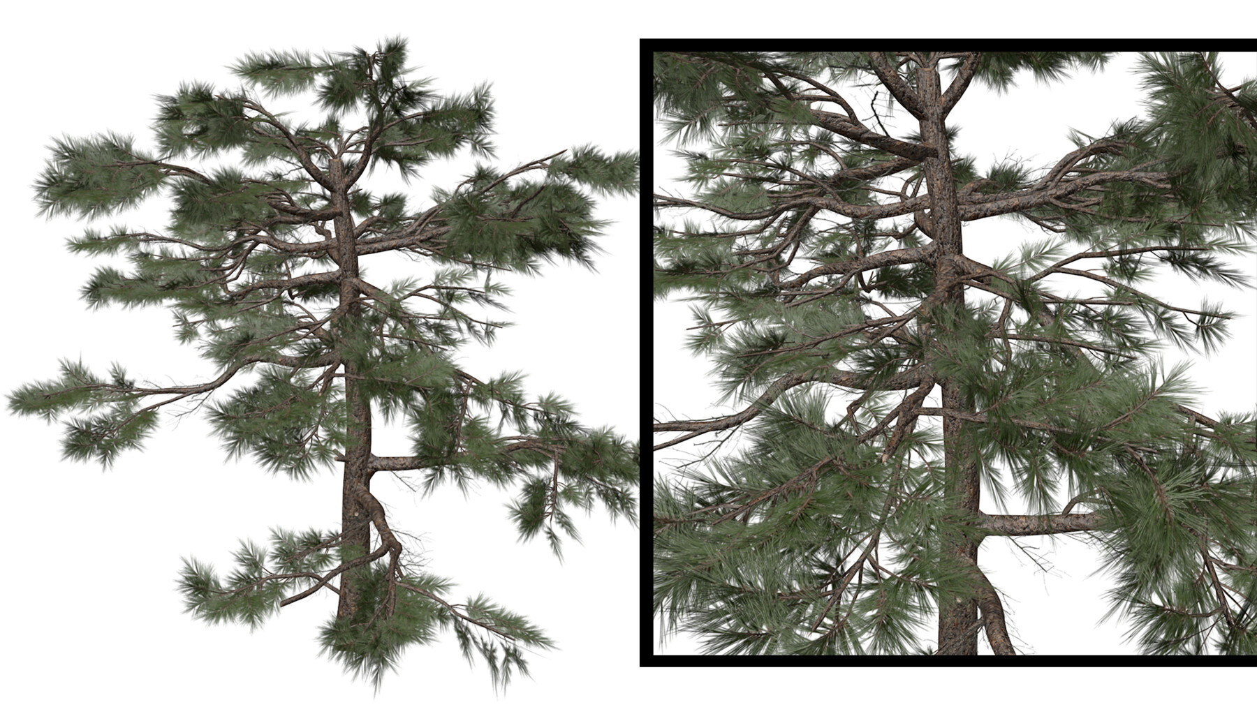 ArtStation - Huangshan Pine #04 (FBX) - High Poly Tree (3D Model ...