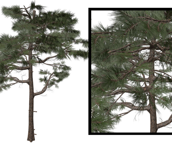 ArtStation - Huangshan Pine #06 (FBX) - High Poly Tree (3D Model ...