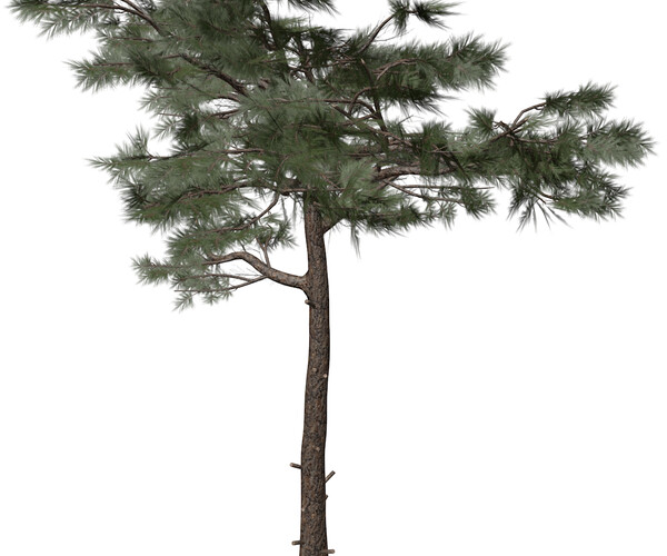 ArtStation - Huangshan Pine #09 (FBX) - High Poly Tree (3D Model ...