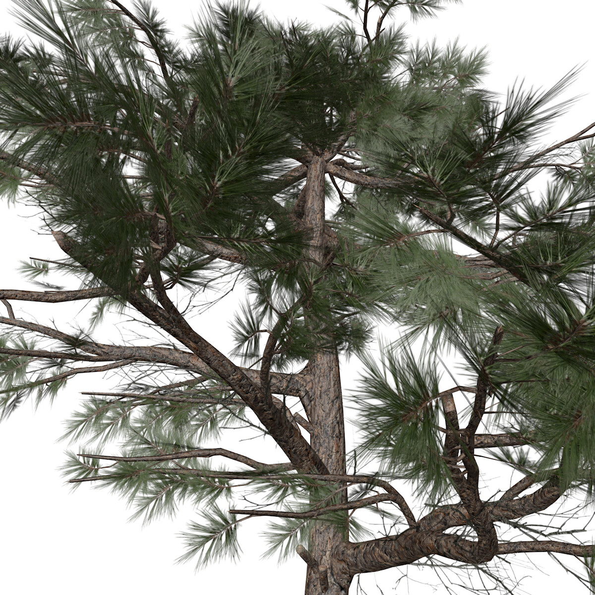 ArtStation - Huangshan Pine #10 (FBX) - High Poly Tree (3D Model ...