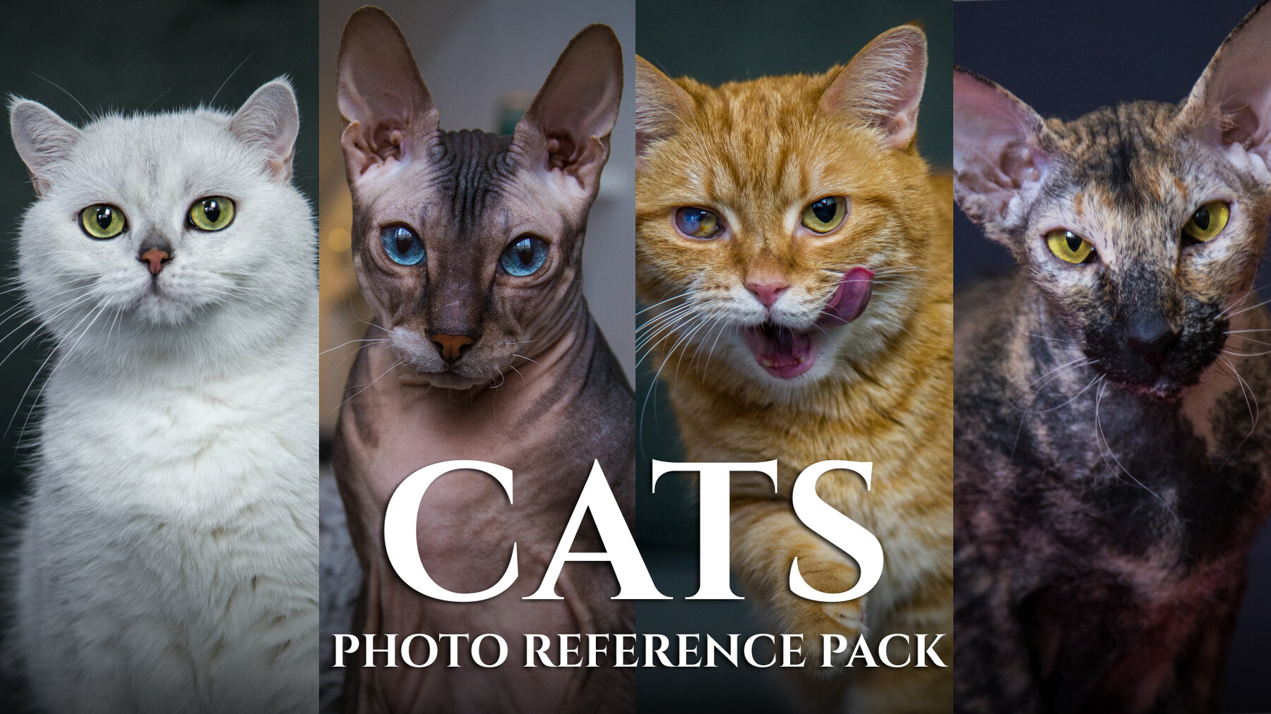 ArtStation - Cats-Photo Reference Pack For Artists 421 JPEGs noAI ...
