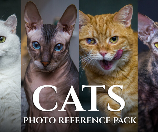 ArtStation - Cats-Photo Reference Pack For Artists 421 JPEGs noAI ...