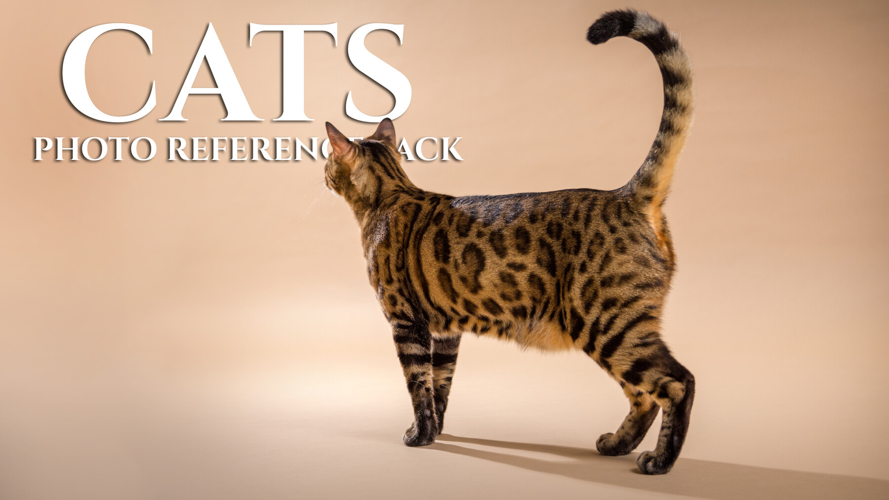 ArtStation - Cats-Photo Reference Pack For Artists 421 JPEGs noAI ...