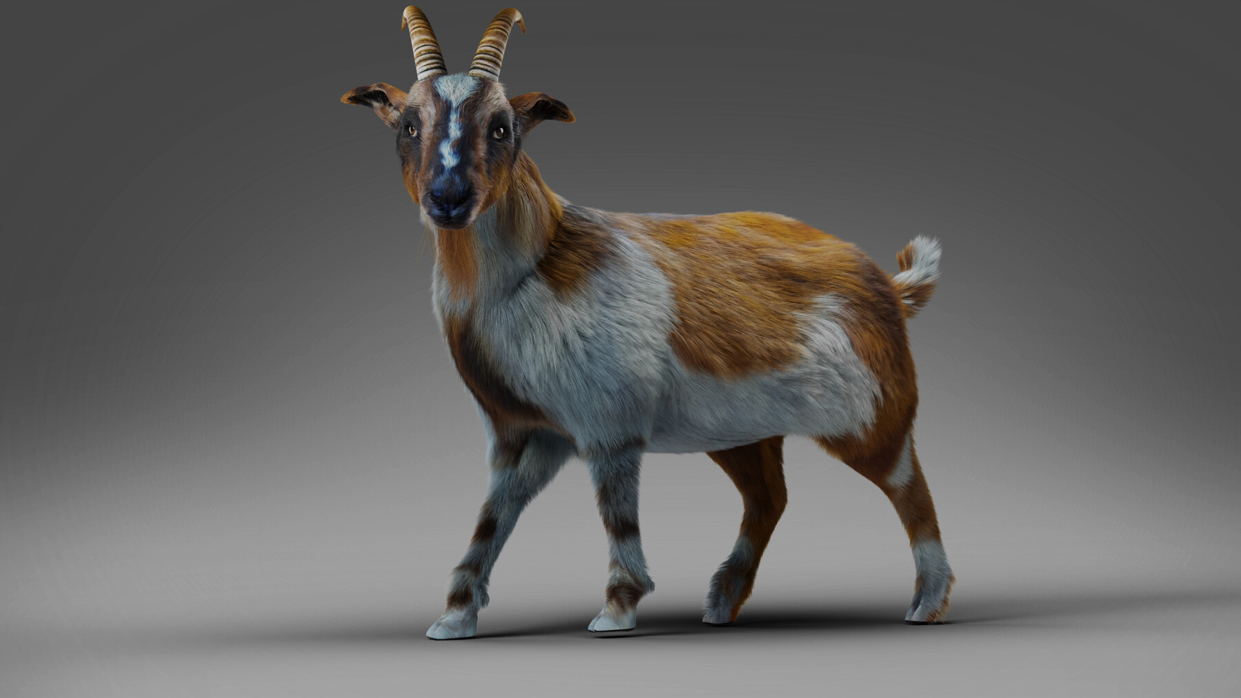 ArtStation - Fur Goat 01 Rigged and Animation in Blender | Game Assets