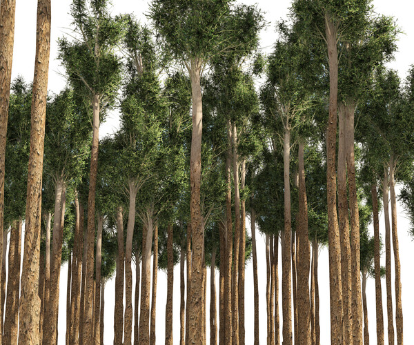 ArtStation - Rose gum forest tree | Resources